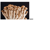 Project: Interactive slideshow | Computer programming | Khan Academy